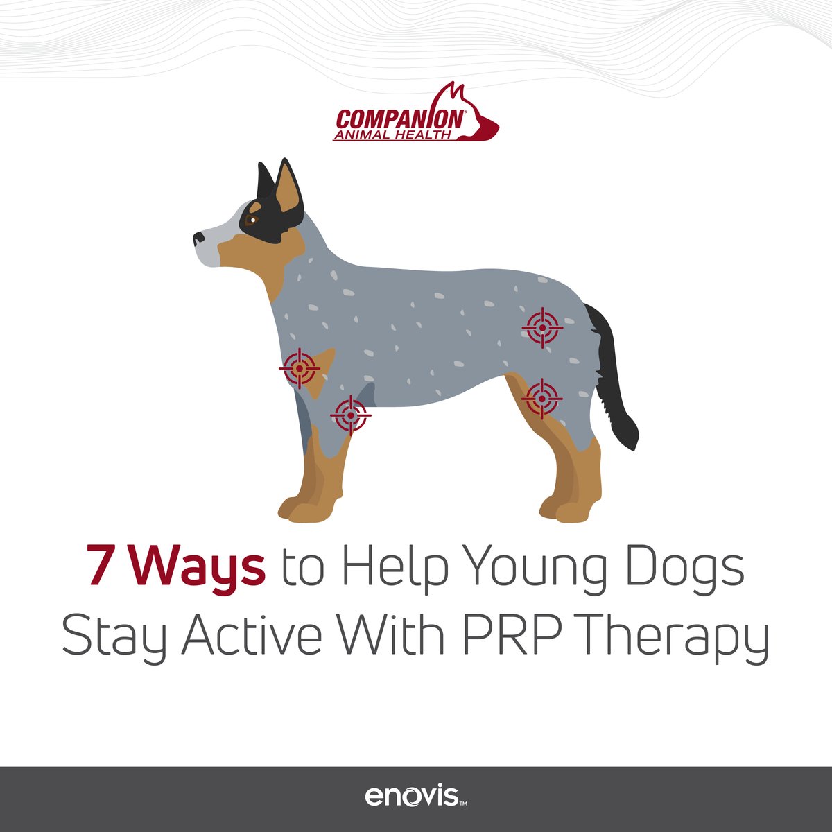 7 Ways to Help Young Dogs Stay Active with PRP Therapy | Blog ...