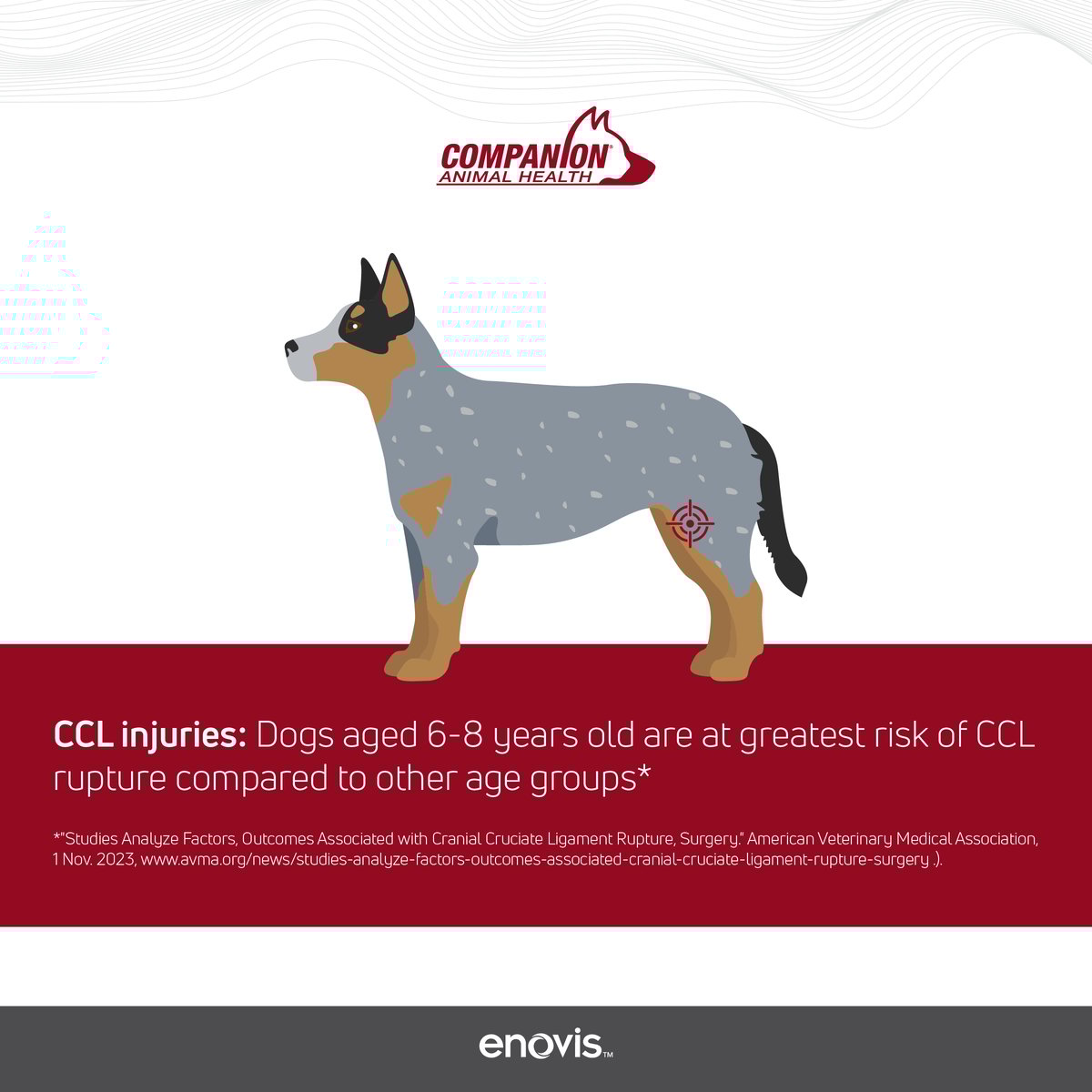 7 Ways to Help Young Dogs Stay Active with PRP Therapy | Blog ...