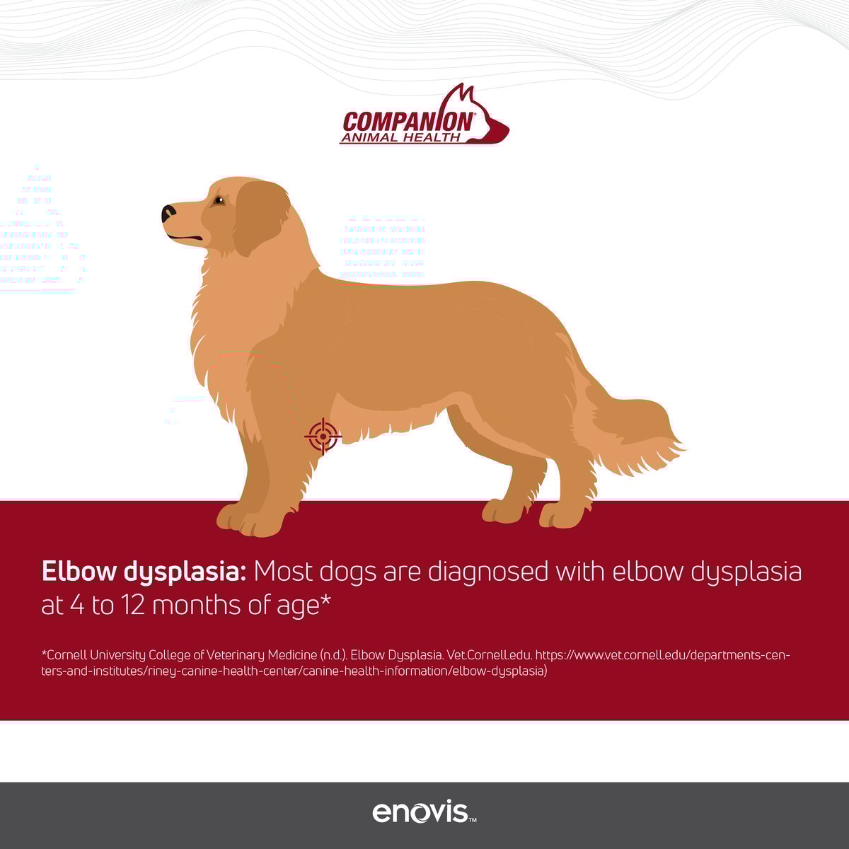 7 Ways to Help Young Dogs Stay Active with PRP Therapy | Blog ...