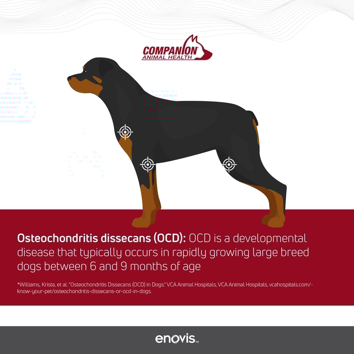 7 Ways to Help Young Dogs Stay Active with PRP Therapy | Blog ...