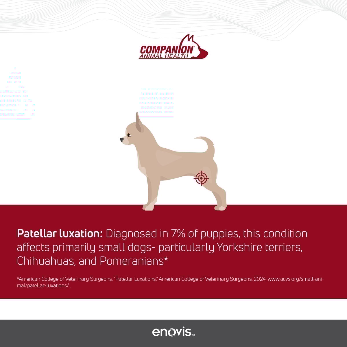 7 Ways to Help Young Dogs Stay Active with PRP Therapy | Blog ...