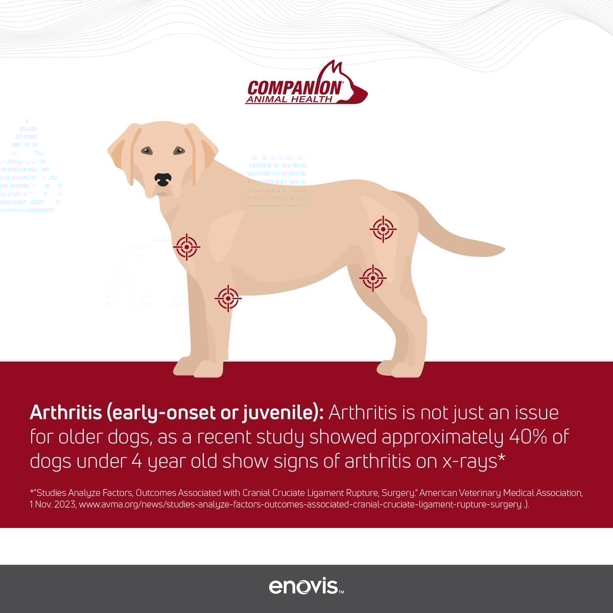 7 Ways to Help Young Dogs Stay Active with PRP Therapy | Blog ...