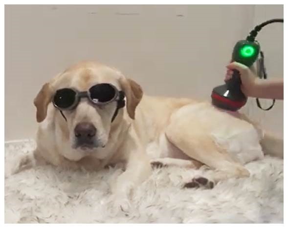Laser Therapy for Pet Owners | Companion Animal Health