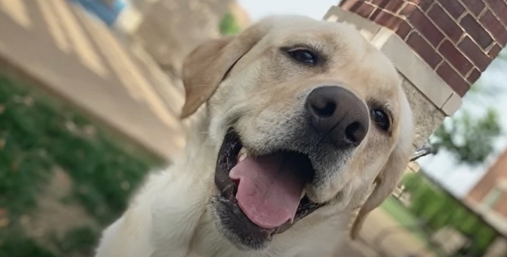 Companion Animal Health - Home Page