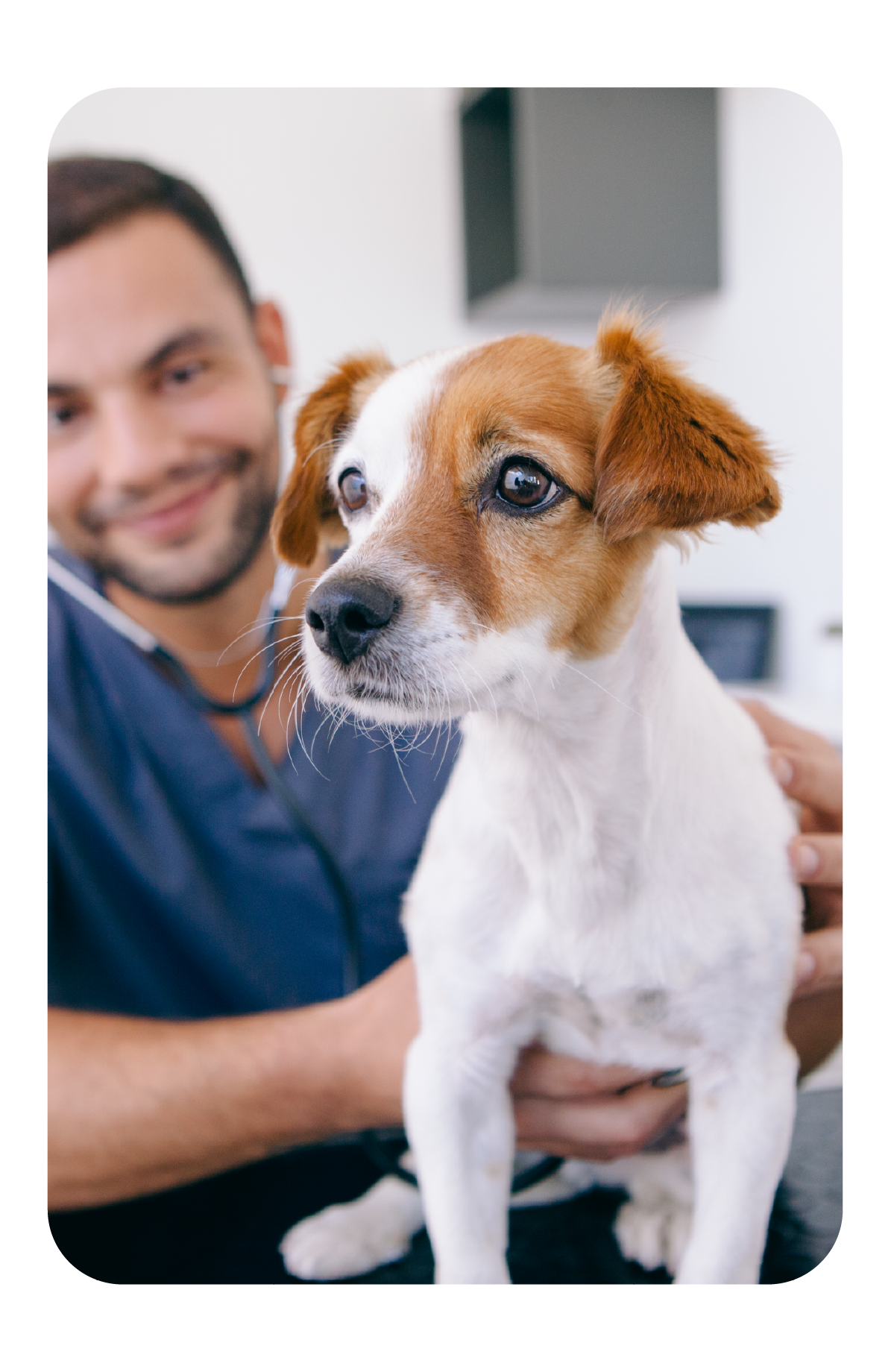 About Companion Animal Healh