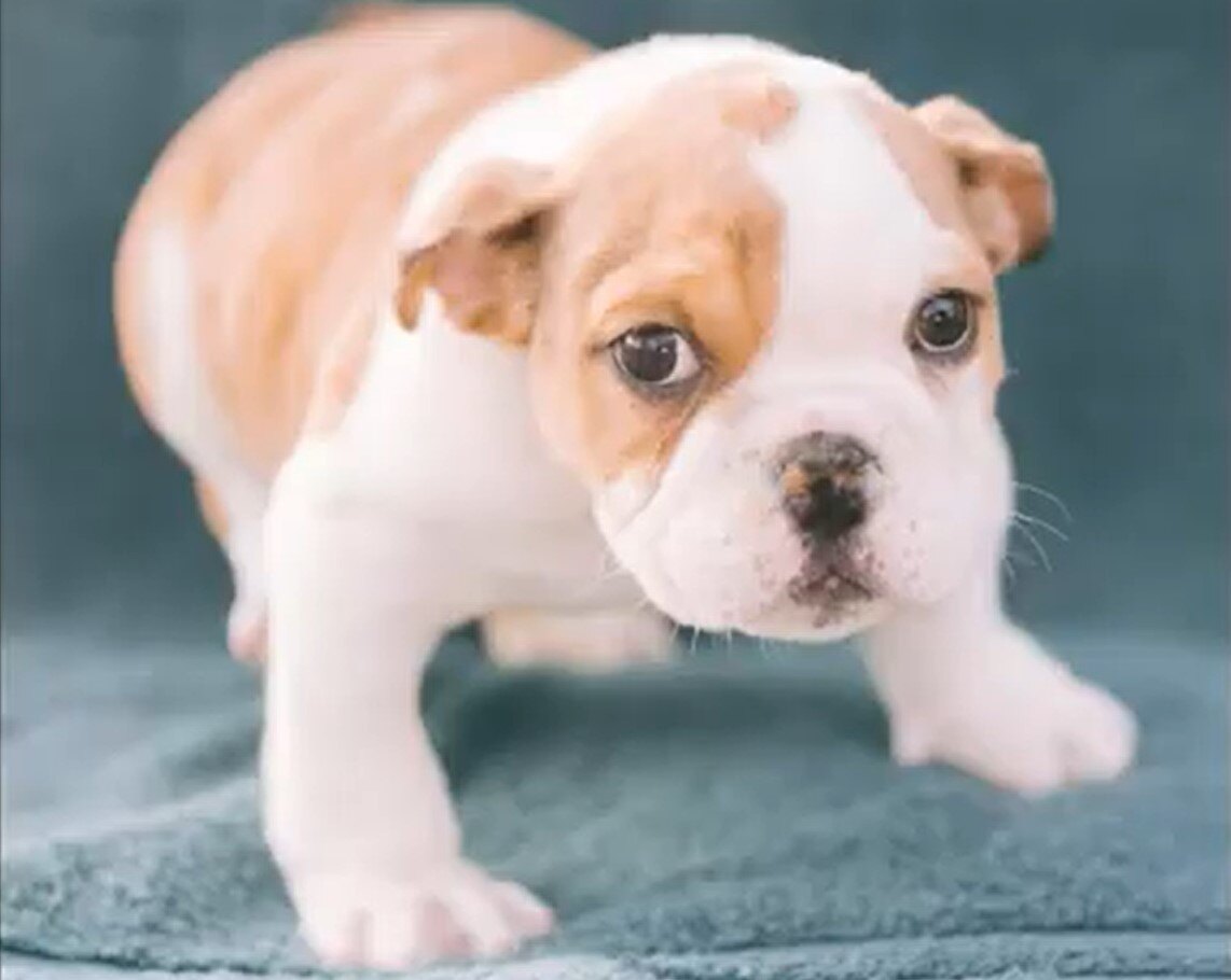 Companion Animal Health - Home Page